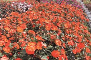 Tiga Bunga Pacar Air Cantik untuk Hiasan Taman - Trubus