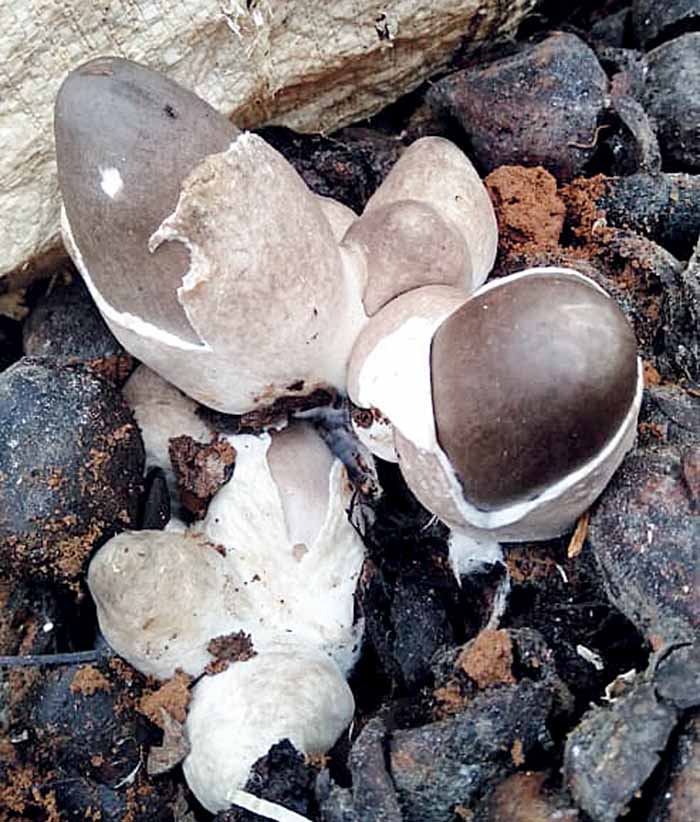 Jamur Subur di Atas Limbah - Trubus