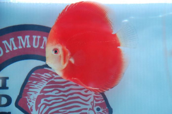 Acuan Penilaian Juri pada Kontes Ikan Discus - Trubus