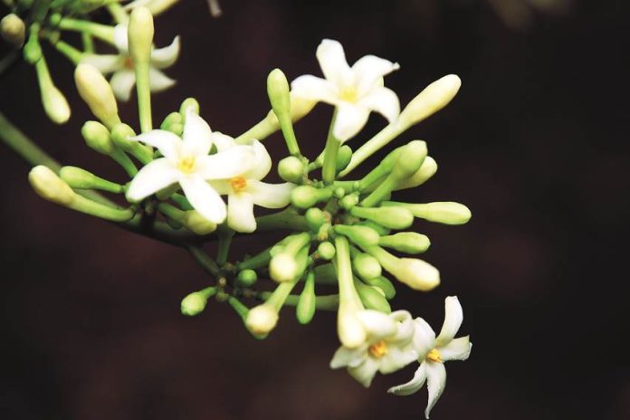 Bunga Pepaya Efektif Menurunkan Gula Darah - Trubus