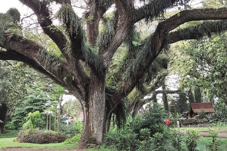 Keberadaan Pohon Trembesi Membawa Beragam Manfaat - Trubus