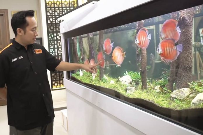 Keindahan Akuarium Anyar Milik Denny Cagur Berkonsep Hutan Pinus - Trubus