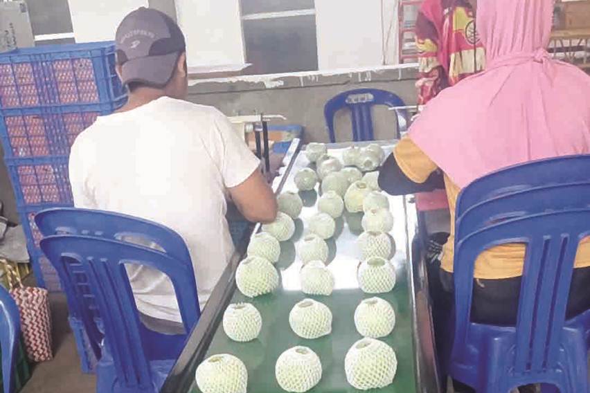 Mesin Pengemas Jambu Kristal, 200 Kilogram per Jam - Trubus