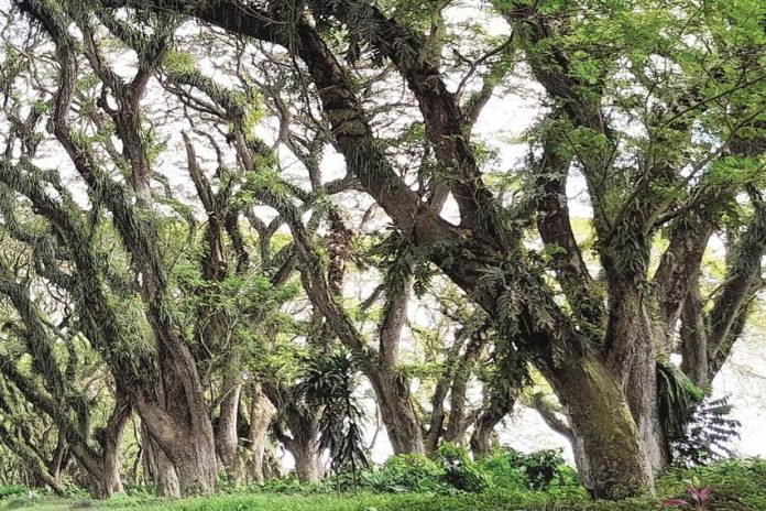 Objek Wisata Alam De Djawatan Forest, Hutan Trembesi Banyuwangi - Trubus