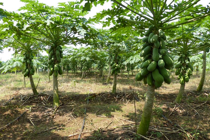 Perkembangan Komoditas Pepaya Selama 20 Tahun - Trubus