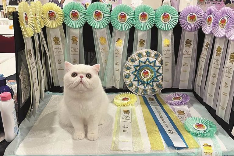 Kriteria Kucing Jawara Kontes, Pehobi Bersaing Lakukan Perawatan ...