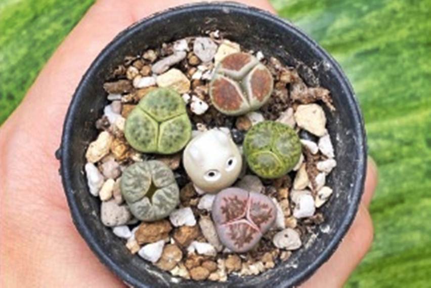 Tanaman Lithops yang Mirip Batu Hias - Trubus