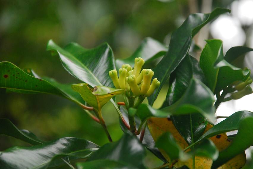 Secara Ilmiah Daun Cengkih Terbukti Mengobati Diabetes - Trubus