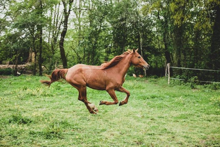 Tips Mengatur Pola Pakan Tepat untuk Kuda - Trubus