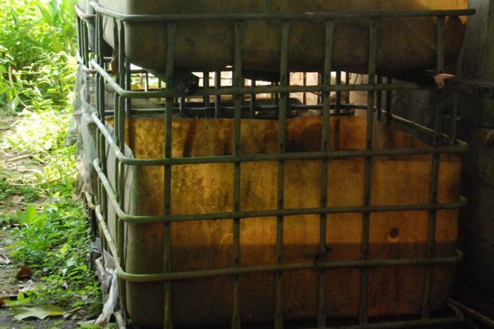 Keunggulan Budidaya Belut di Kolam Bertingkat dengan Air Bening - Trubus