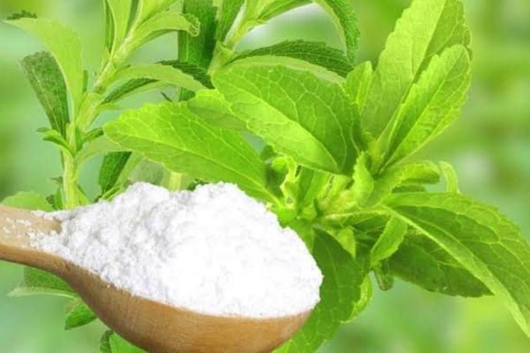 Prospek Bagus! Begini Cara Lengkap Budidaya Tanaman Stevia - Trubus