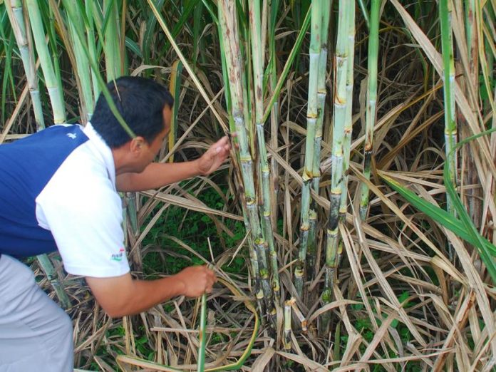 Asosiasi Petani Tebu Indonesia Minta Pemerintah Evaluasi Kebijakan ...