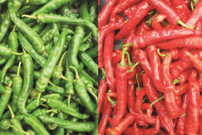 Canci Agrihorti, Varietas Cabai Merah Besar Produktif Sampai 20 Ton Per ...