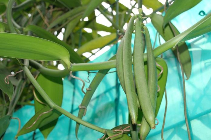 Lengkap! Begini Teknik Pengolahan Vanili Kualitas Ekspor - Trubus