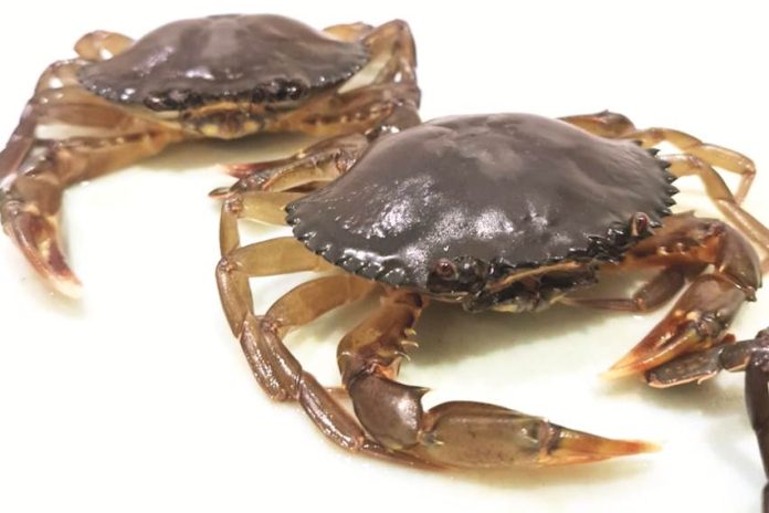Menghasilkan Kepiting Soka Berkualitas dengan Budidaya yang Tepat - Trubus