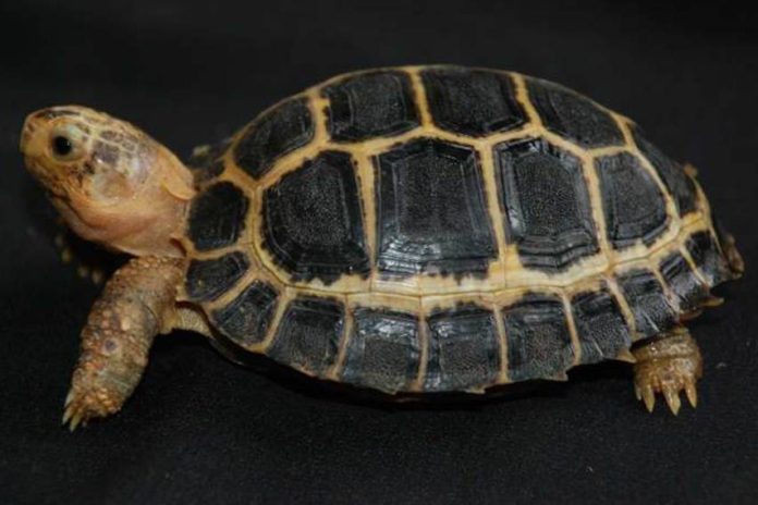 Tips Memelihara Kura-kura agar Rajin Bertelur dan Terhindar Penyakit ...