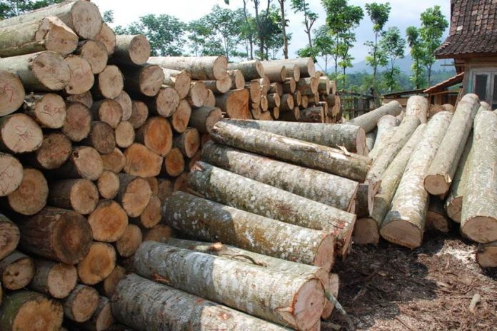 Beragam Cara Pengawetan Kayu Sengon agar Tahan Lama hingga Puluhan ...