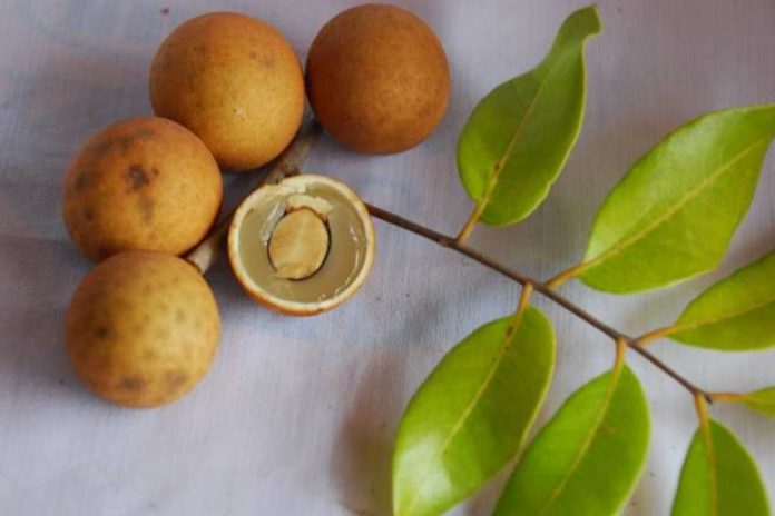Manfaat Lengkeng dari Daging Buah hingga Biji - Trubus