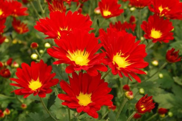 Tips Seputar Tanaman Hias Krisan yang Sering Digunakan sebagai Bunga ...