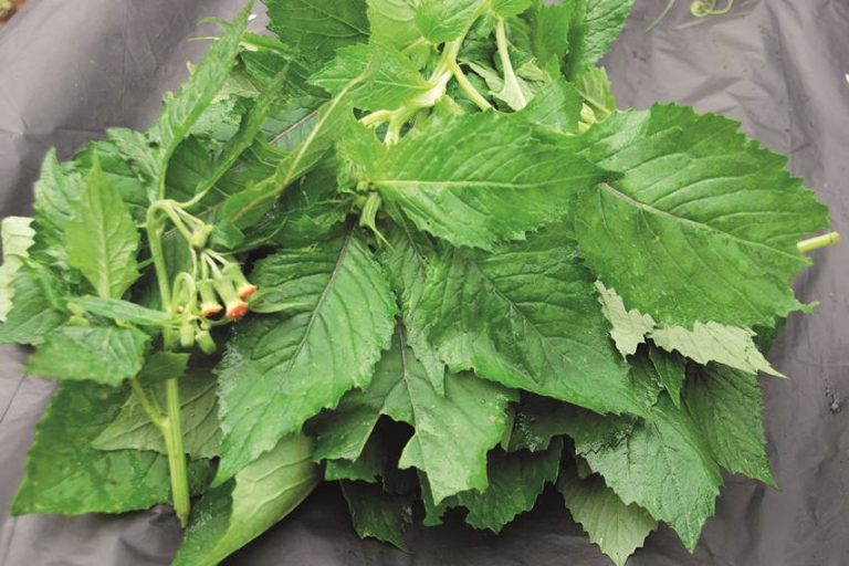 Daun Eceng Gondok dan Sintrong Menjadi Rival Diabetes - Trubus