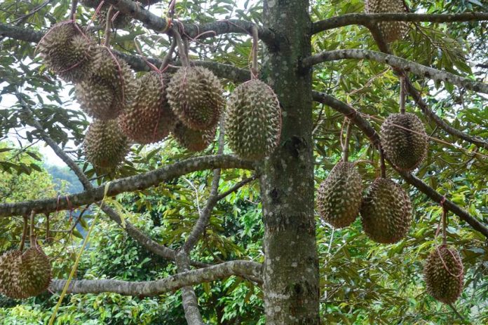 Durian Lokal Unggul di Empat Sentra - Trubus