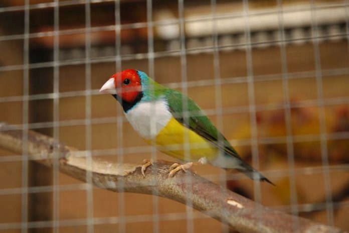 Gold Amadin, Burung Cantik asal Australia - Trubus