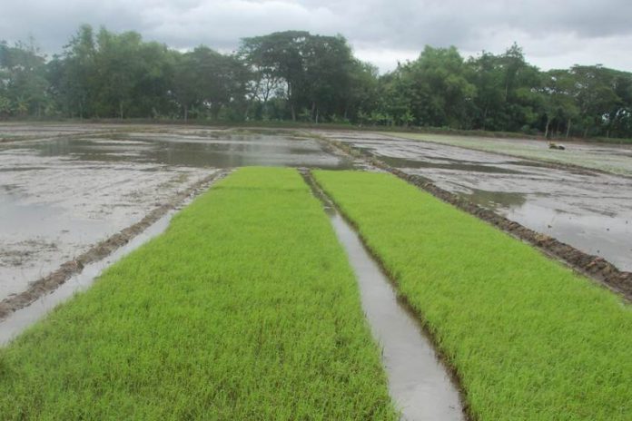 Kolaborasi Sukseskan Gerakan Pola Budidaya IP400 di Sukoharjo - Trubus