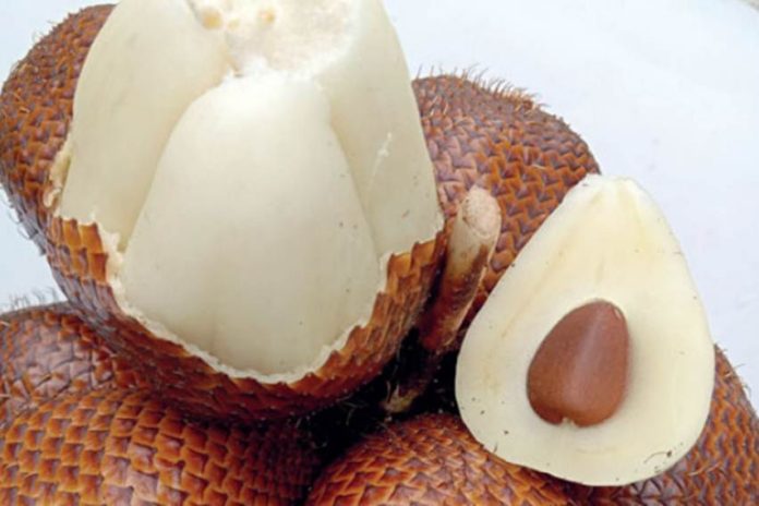 Sari Intan, Salak Andalan Bintan - Trubus