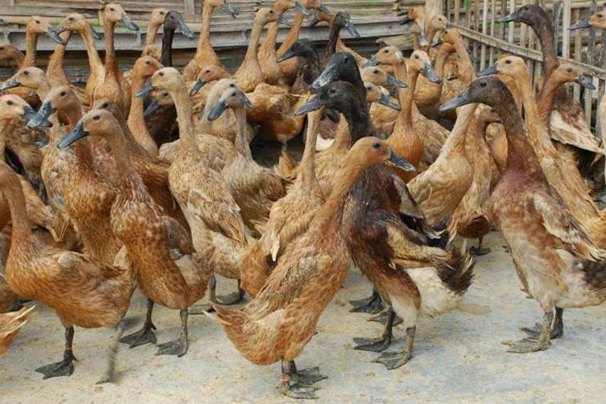 Kendala Beternak Itik Pedaging - Trubus