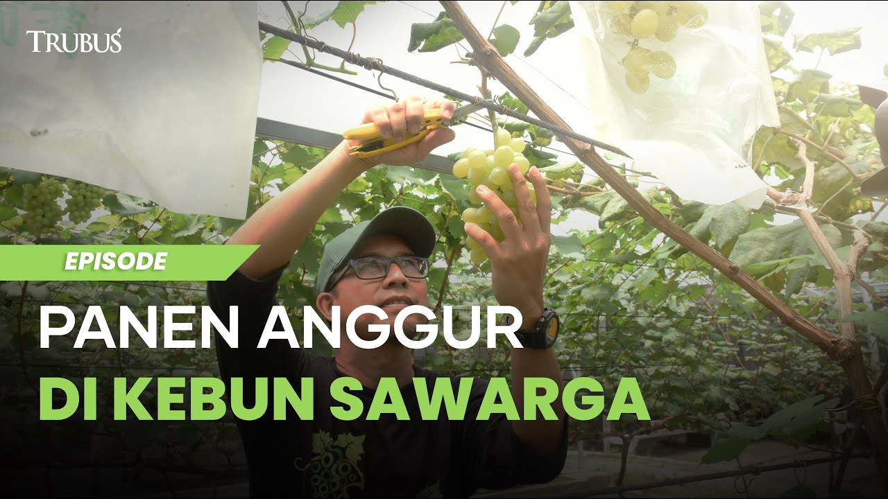 Panen Anggur di Kebun Sawarga Grape - Trubus