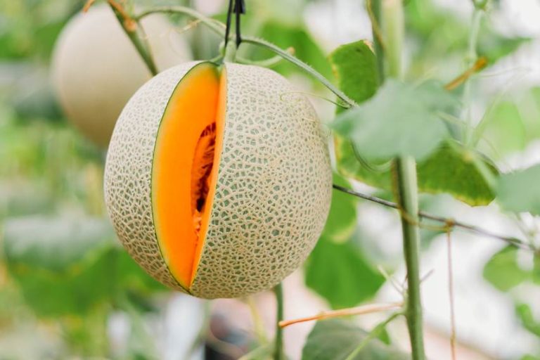 Lima Varietas Melon Premium - Trubus