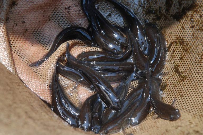 Indonesia Dinilai Perlu Mengembangkan Ikan Gabus - Trubus