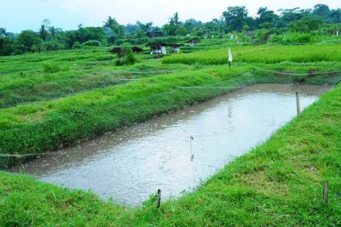 Kontrol Harian pada Kolam Lele - Trubus