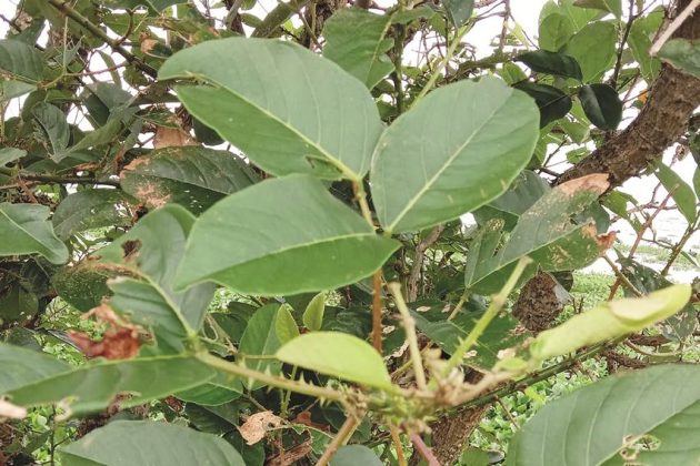 Pengalaman Empiris Buktikan Daun Cangkring Atasi Cikungunya - Trubus