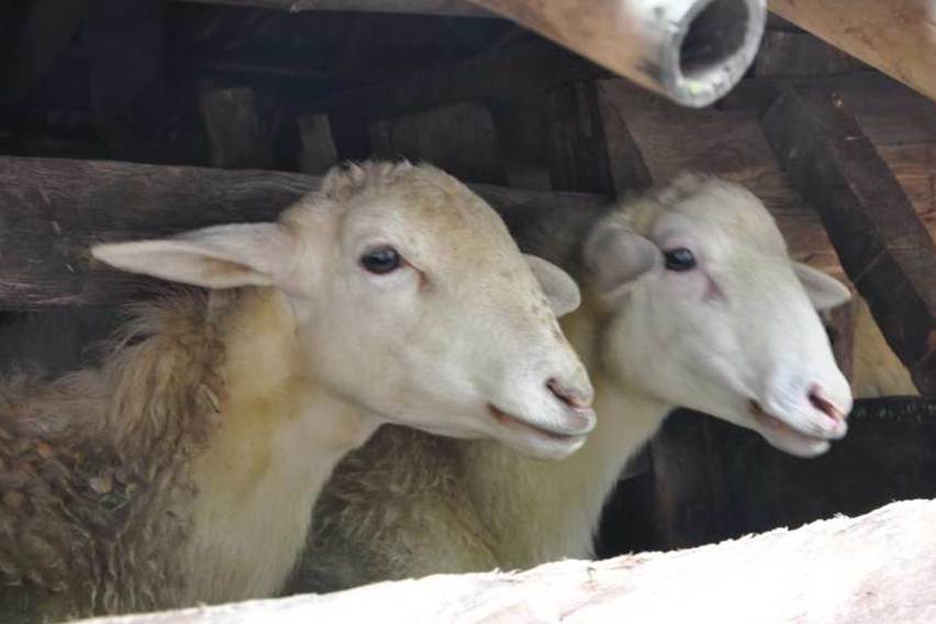 Tip Sukses Penggemukan Domba - Trubus