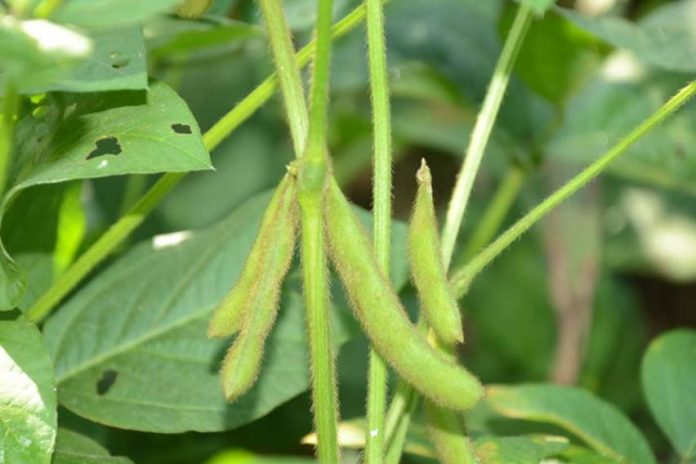 Halau Hama Pengisap Polong Musuh Petani Kedelai - Trubus