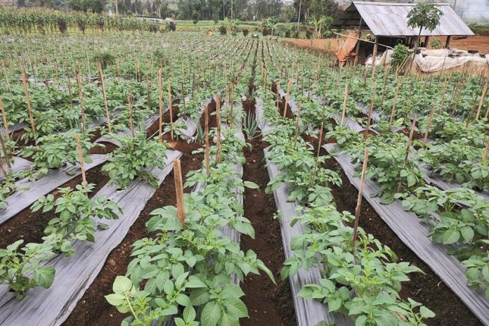 Produksi Kentang Naik 37% - Trubus