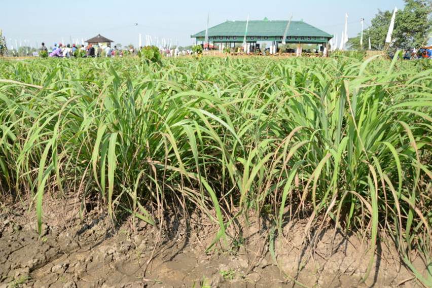 Resep Herbal untuk Obati Asma - Trubus