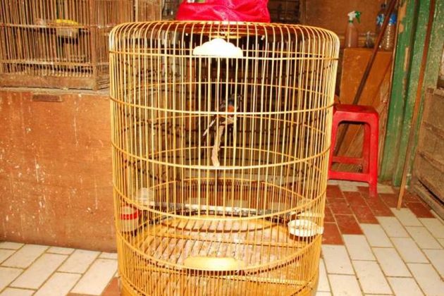 Sangkar Ideal untuk Murai Batu - Trubus