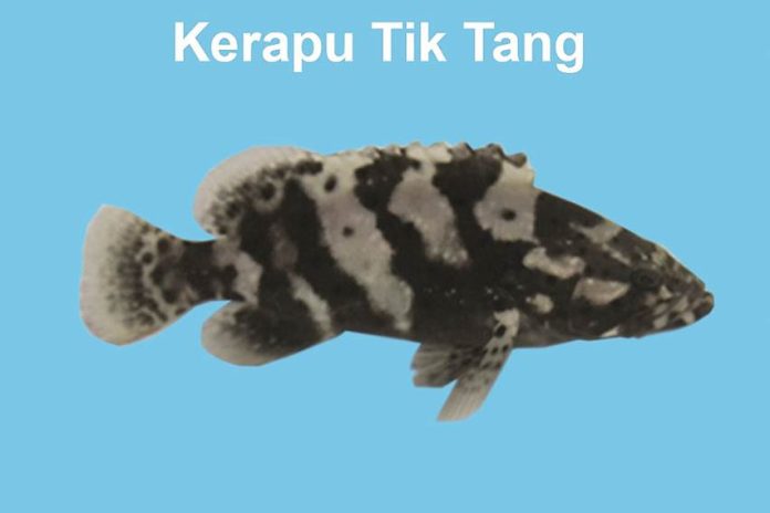 Asal-usul Kerapu Hibrida Bernama Tiktang - Trubus
