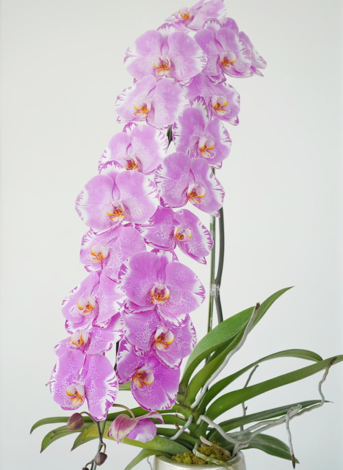 Anggrek Bulan Menawan, Setangkai Terdiri Atas Puluhan Bunga - Trubus