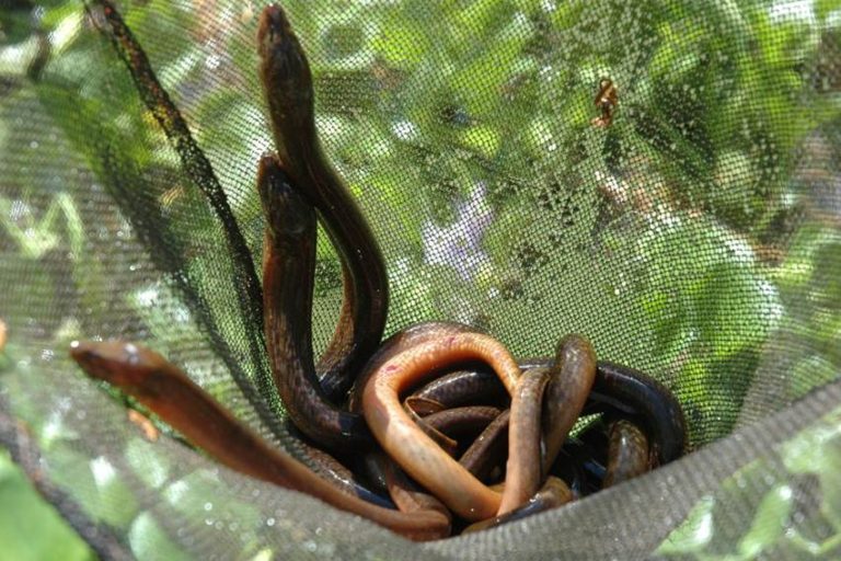 Budidaya Belut di Kolam Beton - Trubus