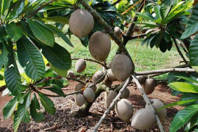 Budidaya Mamey Sapote Hingga Panen - Trubus