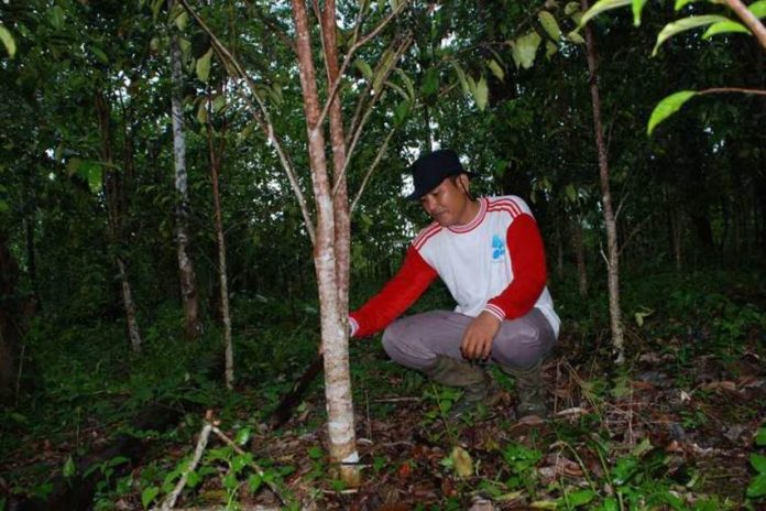 Budidaya hingga Hasilkan Gubal Gaharu - Trubus