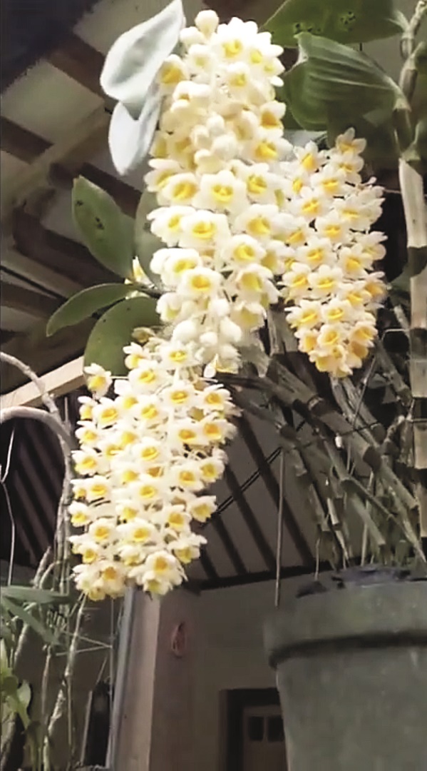 Tiga Dendrobium Jumbo Berbunga Lebat - Trubus