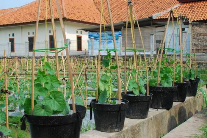 Kunci Sukses Buahkan Tabulampot Melon - Trubus