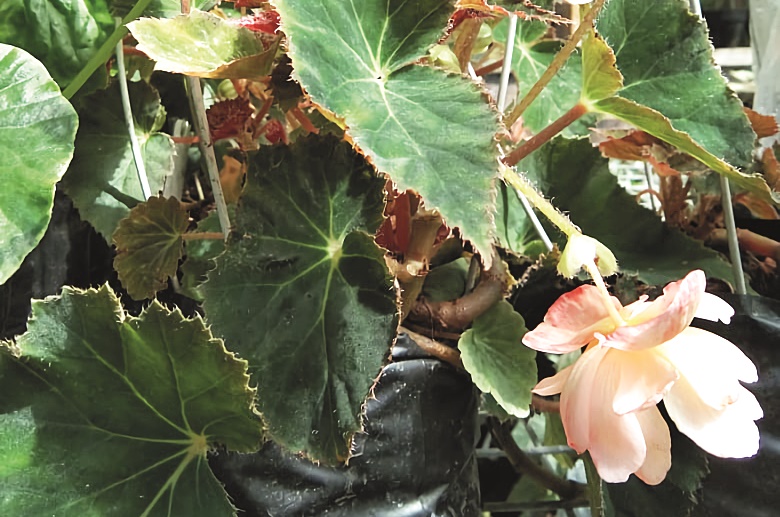 Begonia Eka Karya Berbunga Mirip Mawar - Trubus