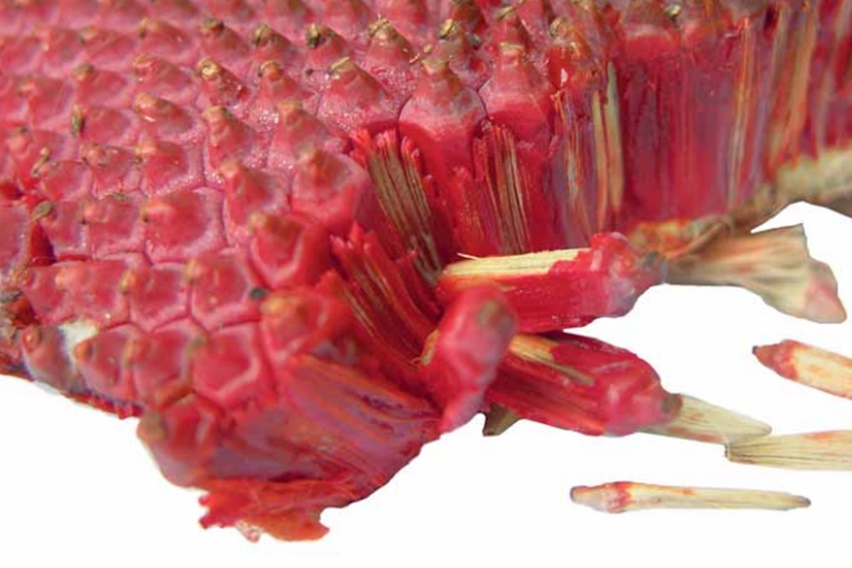 Buah Merah Atasi Efek Rokok - Trubus