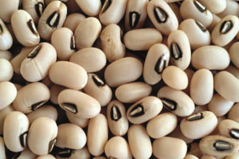 Kacang Tunggak Alternatif Bahan Baku Tempe - Trubus