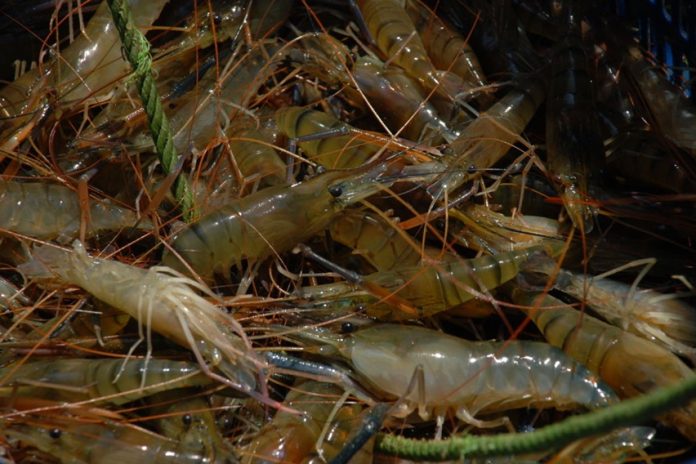 Market Share Udang Baru 1,8%, Kementerian Kelautan dan Perikanan Dorong ...